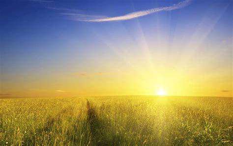 Download Sunshine Grassland Pictures Wallpapers Com