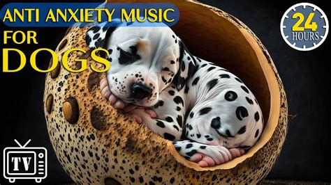 24 Hours Of Dog Sleep Music And Tones To Calm Separation Anxiety 🐶