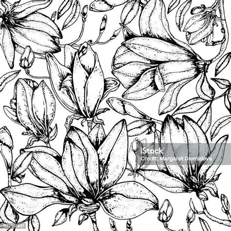 낙서 꽃 목련 배경 하는 검은 색과 흰색으로 벡터 색칠 하기 꽃 식물에 대한 스톡 벡터 아트 및 기타 이미지 꽃 식물 낙서 드로잉 디자인 Istock