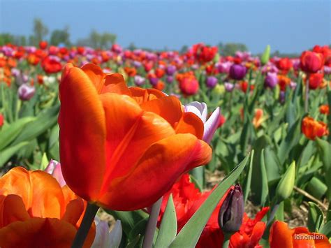 Rainbow Tulip Field By Ienemien Redbubble