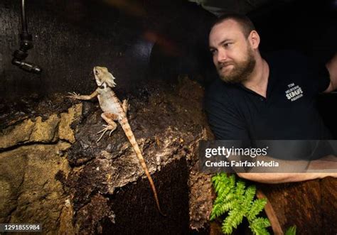27 Simon Lizard Photos And High Res Pictures Getty Images