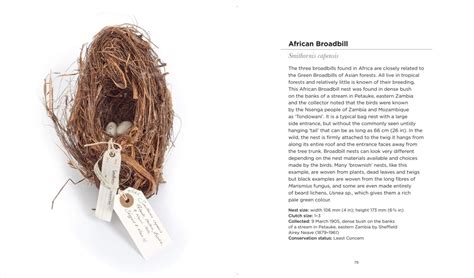 Snuggle Up With The New Smithsonian Handbook Of Interesting Bird Nests