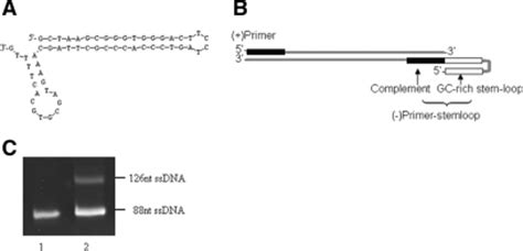 Unequal Strand Length PCR Using A Primer With Stem Loop Structure A Download Scientific