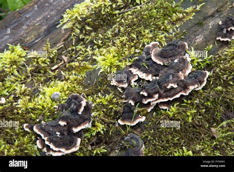 Fungus Growing On A Fallen Tree Trunk In Woodland Around Durham