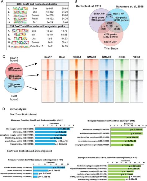 Figures and data in Sox17 and β catenin co occupy Wnt responsive