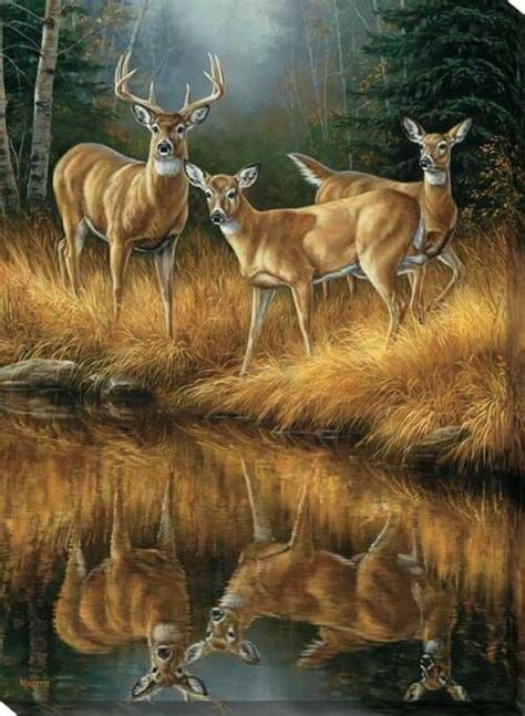 Whitetail Reflections Whitetail Deer Wrapped Canvas Art Artofit