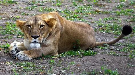 Hyderabad Zoo Lions Test Positive For Covid 19 Ccmb Director Says They