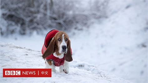 真問真答幾朵雪花為什麼總讓英國淪陷 BBC News 中文