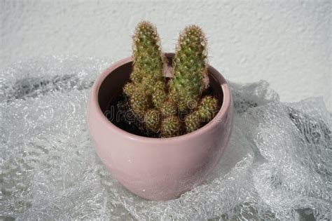 Mammillaria Elongata Grows in a Flower Pot in July. Berlin, Germany ...