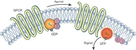 Gpcr Structure Function And Challenges Lubioscience