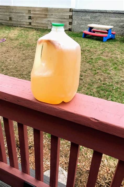 Homemade Rabbit Repellent For Tulips Recipe Everyday Old House