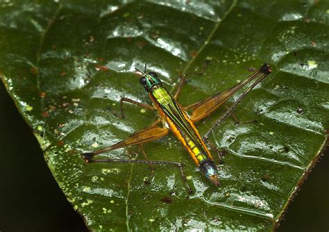 Striped Airplane Grasshopper Photograph By Michael Lustbader Pixels