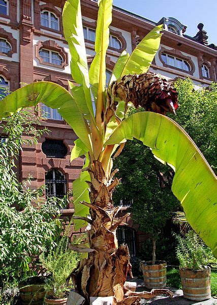 BANANOWIEC ABISYŃSKI MUSA ENSETE VENTRICOSUM OgrodniczyRaj pl