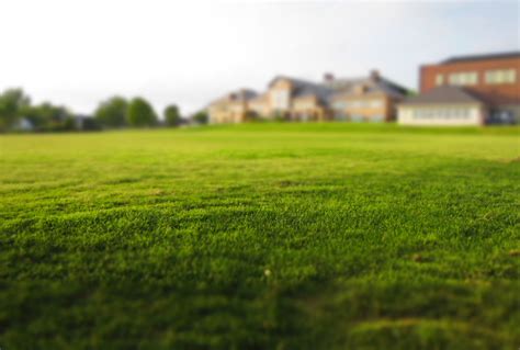 Best Bermuda Grass Seed Top Brands To Consider In 2022 Turfandtill