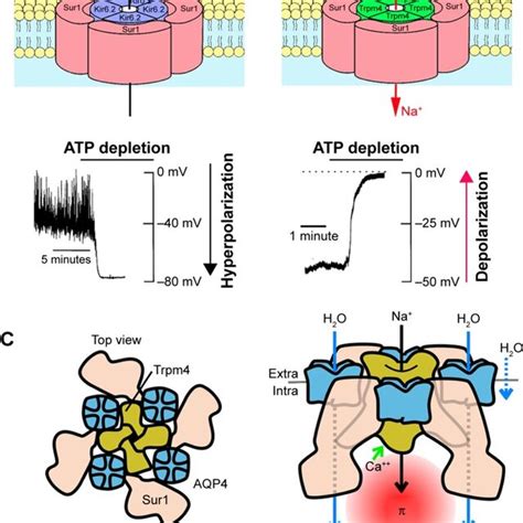 Depictions Of The K ATP Sur1 Kir6 2 And The SUR1 TRPM4 Channels
