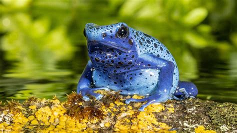 This Frog Is The Worlds Smallest Known Vertebrate