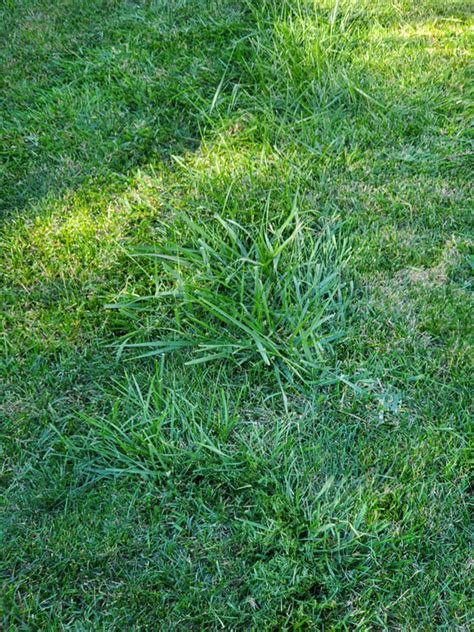 Odd Wide Blade Grass Lawn Care Forum