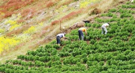 Fedeagro Vamos Para Una Paralización Total De La Actividad Agrícola