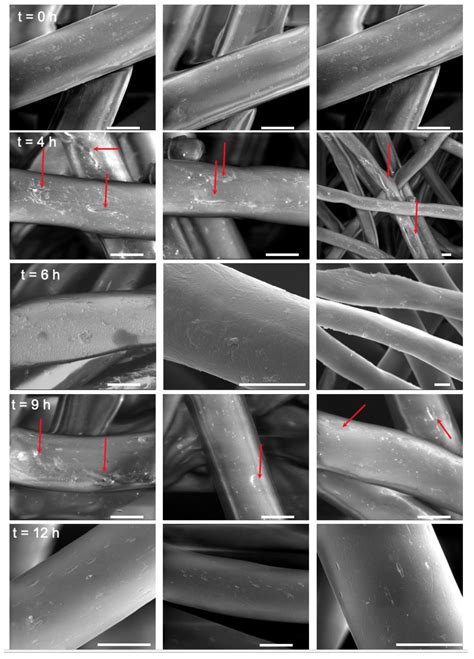 Biotin Avidin Mediated Capture Of Microspheres On Polymer Fibers