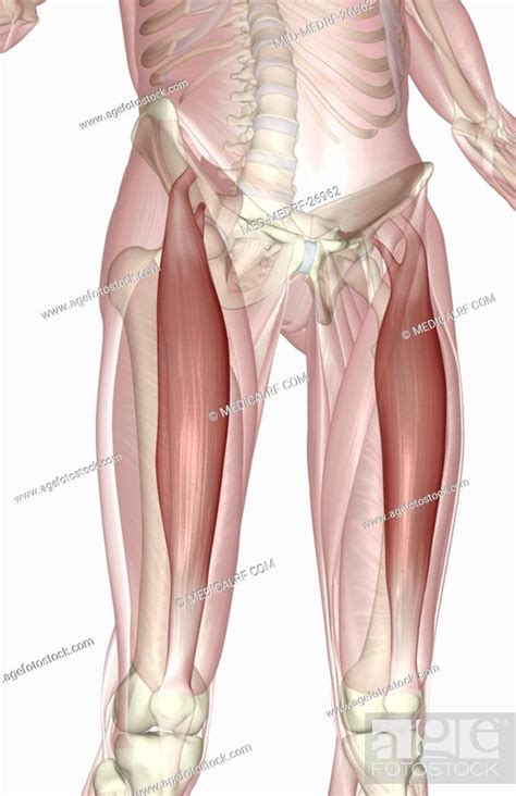 Rectus Femoris Stock Photo Picture And Royalty Free Image Pic MED MEDRF 26962 Agefotostock