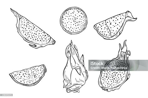 열대 전체 절반 및 조각 Pitahaya 선인장 손으로 그린 벡터 일러스트 레이 션은 검은 잉크로 그려져 있습니다 향기로운 드래곤 과일 에칭 드로잉 세트 열대 장식 패키지