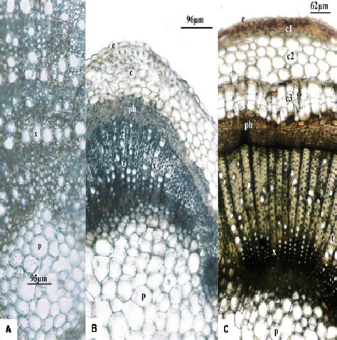 Figure 2 From Morphological And Anatomical Characteristics Of Salvia