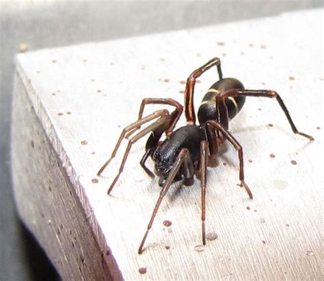 Two Banded Ant Mimic Sac Spider