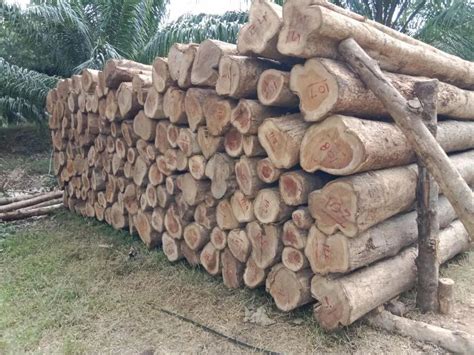 60mm Pine Wood Log At ₹ 1500 Cubic Feet Pine Timber Wood Logs In Visakhapatnam Id 2849756877097