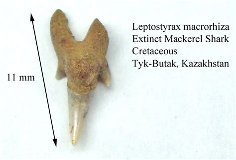 Leptostyrax Macrorhiza Members Gallery The Fossil Forum