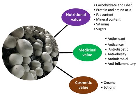 Agaricus Bisporus Cell