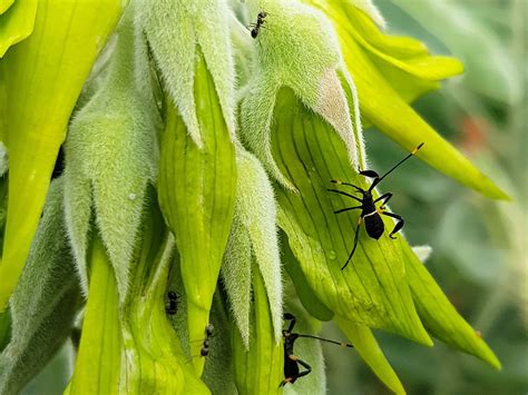 Mictis Profana Nymph Ausemade