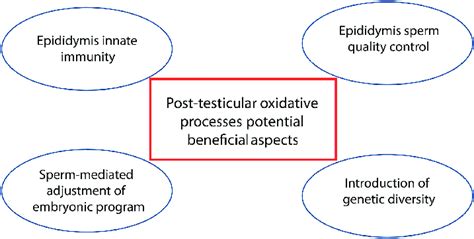 Other Putative Explanations For The Complex Situation Of ROS And Download Scientific Diagram