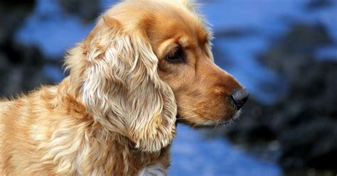 10 Expert Pros And Cons Of Owning A Cocker Spaniel