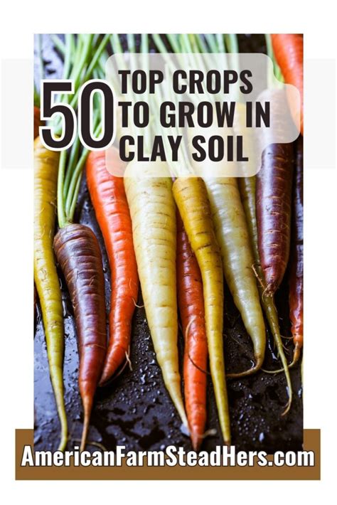 How To Grow The Best Vegetables For Clay Soil 50 Top Crops
