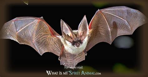 Bat Spirit Characteristics at Rosetta Cogan blog