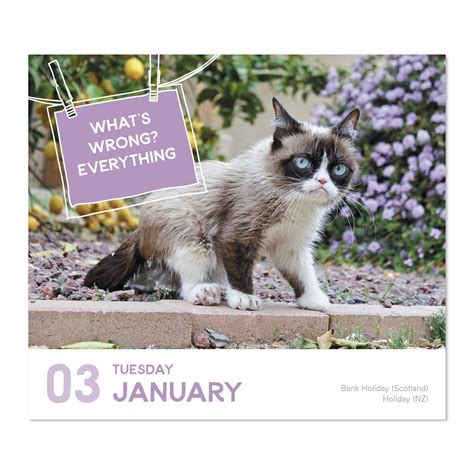 Grumpy Cat Tuesday