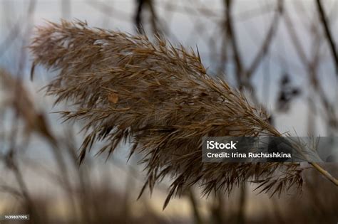 호수에 팜파스 잔디 갈대 층 갈대 씨앗 호수의 황금 갈대가 푸른 하늘을 배경으로 바람에 흔들립니다 추상적인 자연 배경 0명에 대한 스톡 사진 및 기타 이미지 Istock