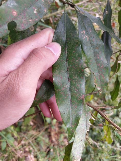 Lithocarpus Hancei From 921台灣屏東縣泰武鄉泰武村 On October 10 2020 At 0448 Am