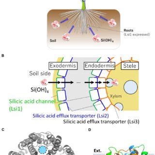 Localization Of Silicic Acid Transporters In Rice And Crystal Structure Download Scientific