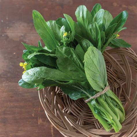 500 Asian Yu Choy Seeds Choi Sum Chinese Flowering Cabbage Etsy