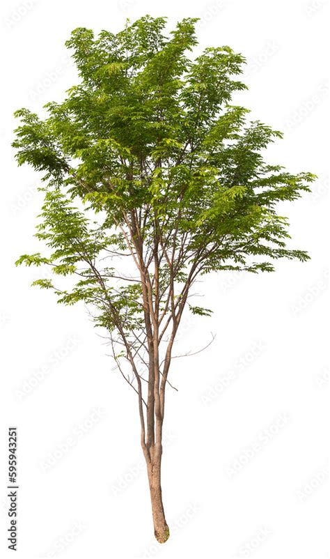 Tree PNG File Removed Original Background Stock Photo Adobe Stock
