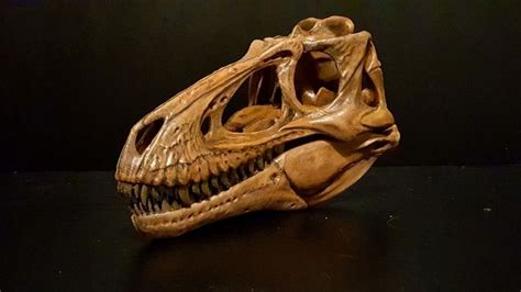 Nanotyrannus Skull