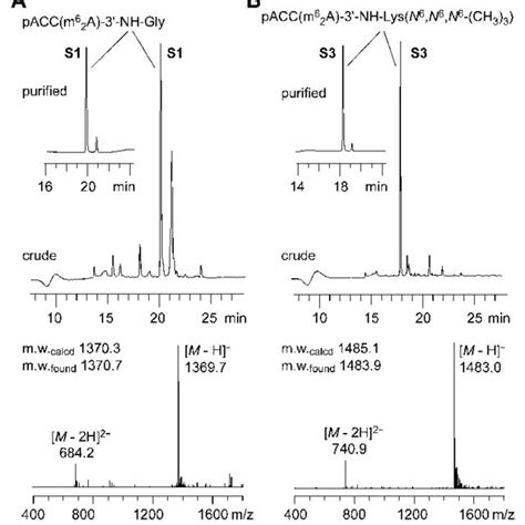Structure Of Puromycin And Related Constitution Of 3′ Aminoacyl Trna Download Scientific