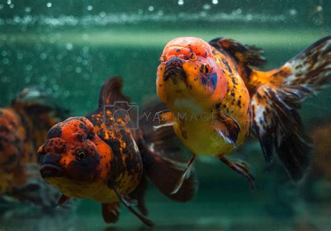 Oranda Close Up By Oracal Vectors Illustrations With Unlimited