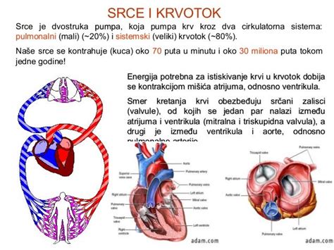 Fiziologija Kardiovaskularnog Sistema