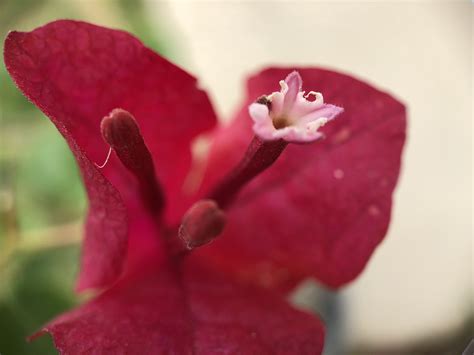 Macro Photos Taken With Iphone 8 And Moment Macro Lens Iphoneography