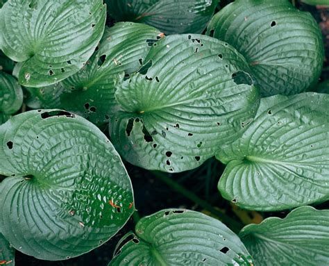 Caring For Hostas How To Care For Your Hostas In The Fall Brandywine