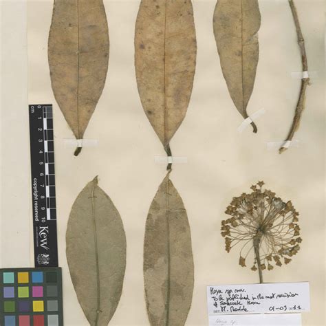 Photograph Of The Holotype Of Hoya Nuttiana Haviland And Hose 8530 K Download Scientific