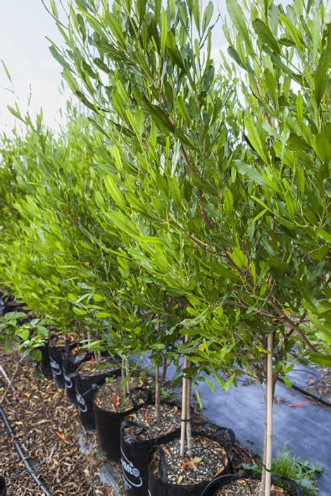 Ake Ake Green Dodonaea Viscosa Takana Native Trees