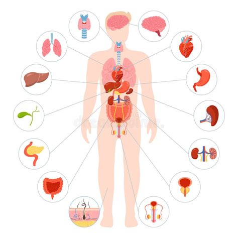 Human Body Internal Organ Illustration Male Anatomy Digestive